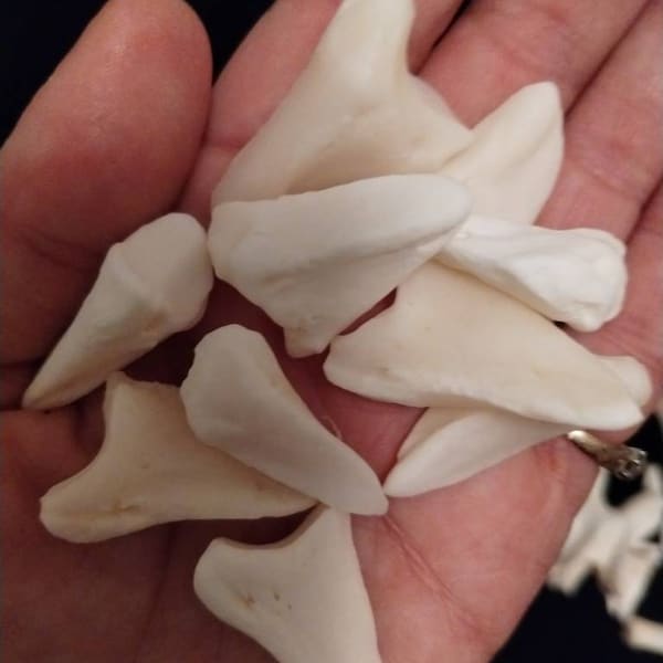 10 Deer Distal Phalanx Bones Phalanges Knuckle Bones - Etsy