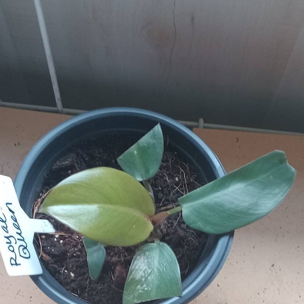 Philodendron Royal Queen Starter Plant ALL STARTER PLANTS Require You ...