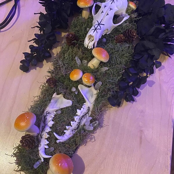 Fallow Deer Skull From Central Europe Fallow Deer dama Dama Unique ...