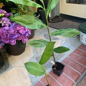 Live Plant Heliconia Jacquinii LIVE PLANT | Etsy