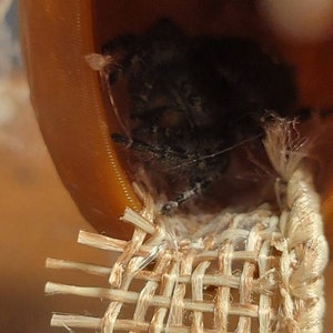 3D Printed Magnetic Acorn Spider Hide Upgraded Sling Acorn Magnets - Etsy