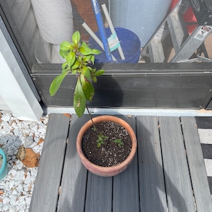 Codakia Orbicularis Aka Tiger Lucine Fossil / Fossilized Whole Bilvalve ...