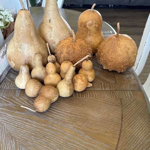 Dried Gourds Mixed Bundle: Crafting & Fall Decor (5 Inch) - Etsy