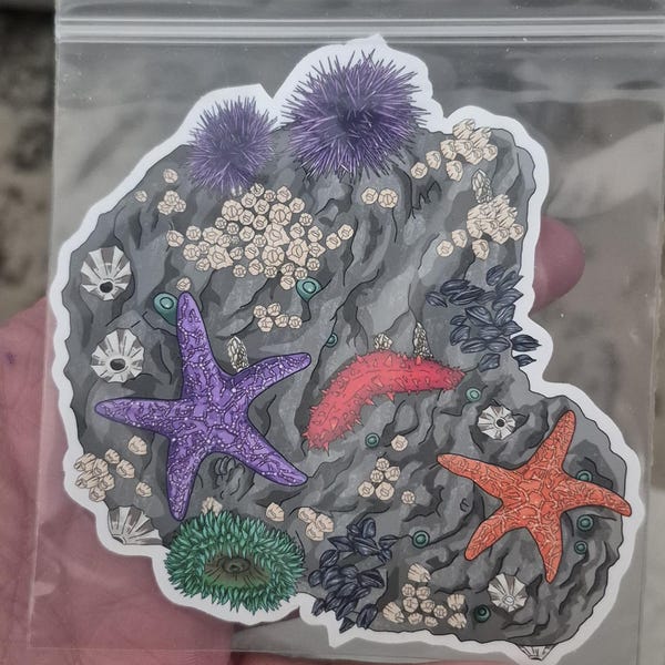 Pacific Northwest Marine Animal Sticker Pack– Harbor Seal, Tide Pool ...