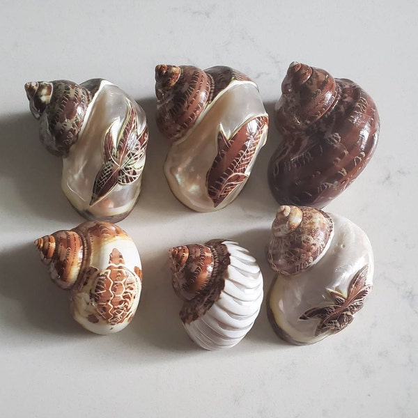 Tusk Shell White 1 Inch and Under 1/4 Cup - Etsy