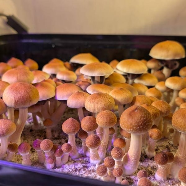 Beginner's Mushroom Grow Kit | Microppose Monotub Easy Cultivation ...