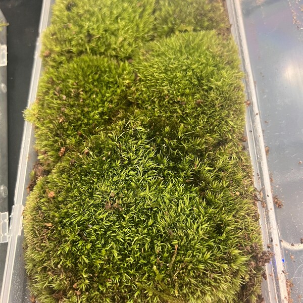 Live Clean and High Quality Planted Sheet Moss & Cushion Moss for ...