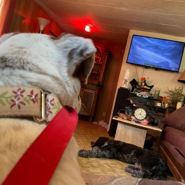 UGLY Bells for Pet Collar Chipped Jingle Bell for Cat Collar Character ...