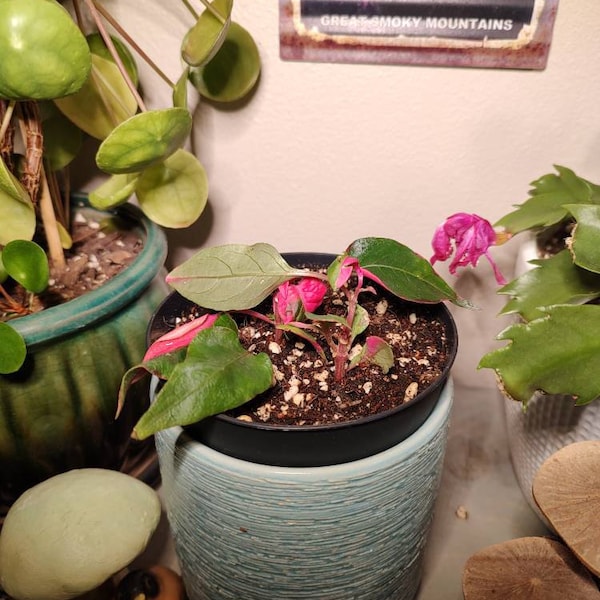 Alocasia Pink Princess Starter Plant ALL STARTER PLANTS Require You to ...