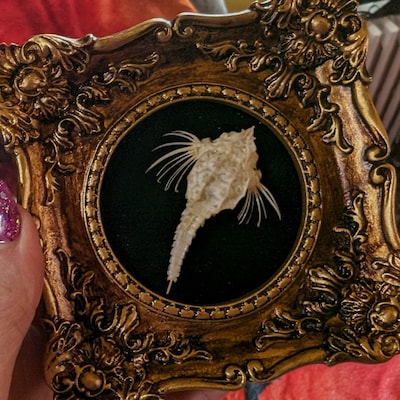 Real Lionfish Skeleton, Dendrochirus, Fish Taxidermy, on Queen Chess ...