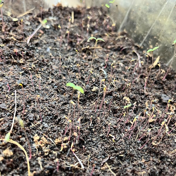 TREE SPINACH Seeds *FREE Shipping!* Fresh & Organic Chenopodium ...