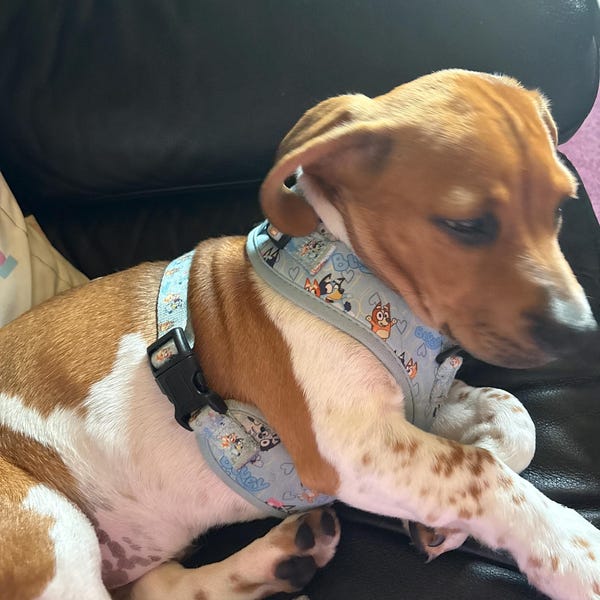 Bluey Bingo Muffin Coco Snickers Rusty Keychain - Etsy