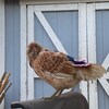 Chicken Saddle, Hen Apron, Hen Back Saver. Optional Wing Protector - Etsy