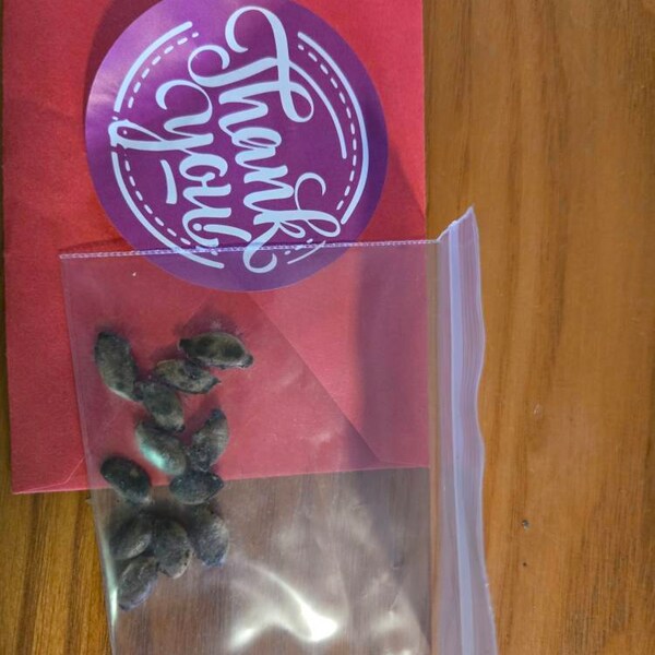 10x Seeds Giant Passionfruit Giant Granadilla, Rare, Exotic, Delicious ...