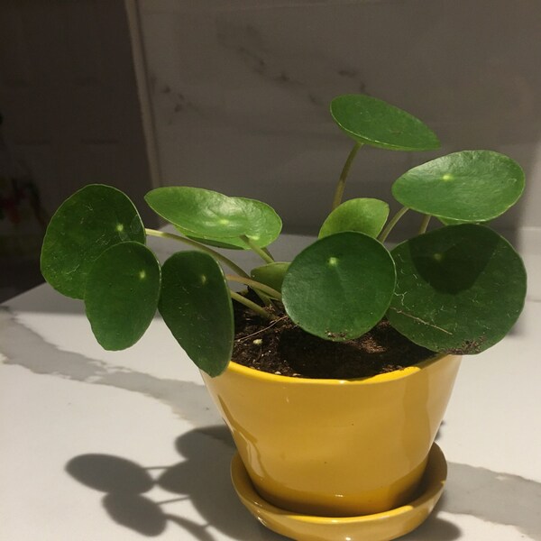 Small Yellow Ceramic Planter With Saucer, Small Planter, Small Plant ...