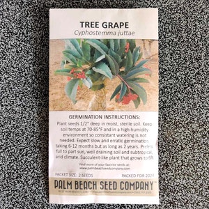 Hackberry Tree Seeds celtis Occidentalis Packet of 5 Seeds Palm Beach ...