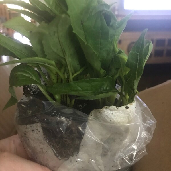 2 Echinacea Lemon Yellow Improved Perennial Starter Coneflowers ...