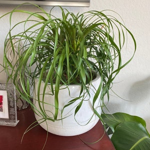 Pony Tail Palm Elephant Foot Single Stock Xtra Large 6 | Etsy