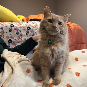 Pink Roses Cat Collar With Bell Cat Breakaway Collar Custom - Etsy