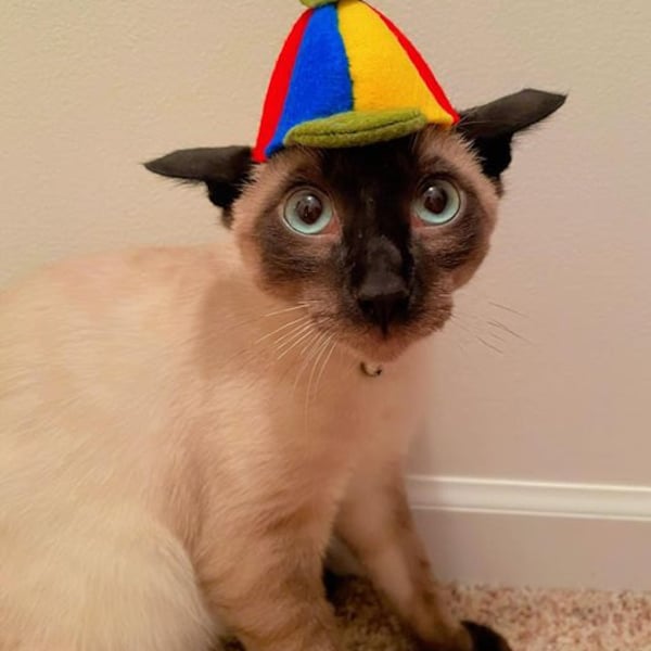 Cat Propeller Hat – Colorful Pet Costume, Photo Prop - Etsy