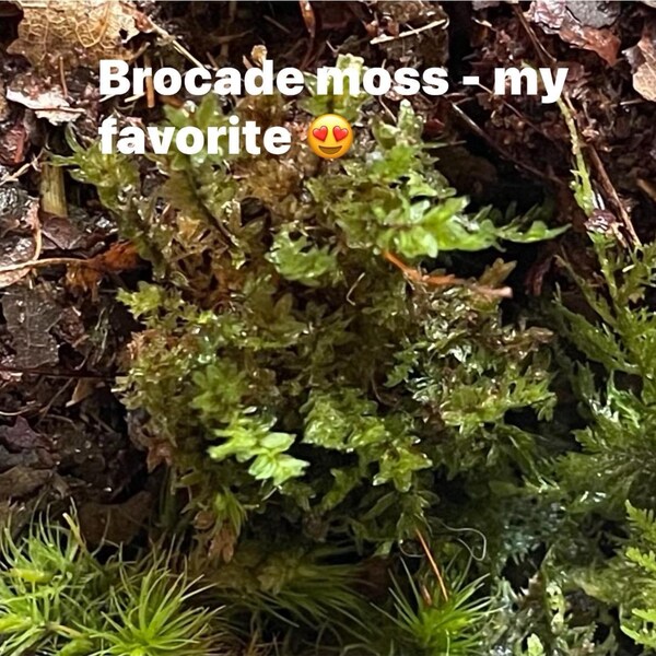 American Tree Moss - Etsy
