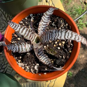BROMELIAD LIVE Cryptanthus "absolute Zero" - Potted - Etsy