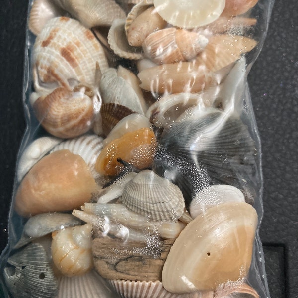 Large Bag, Medium/large Size Natural Seashell Variety Lot for Crafting ...