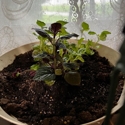 Tamarack Eastern Larch Bare Root 3 Year Old Young Conifer - Etsy