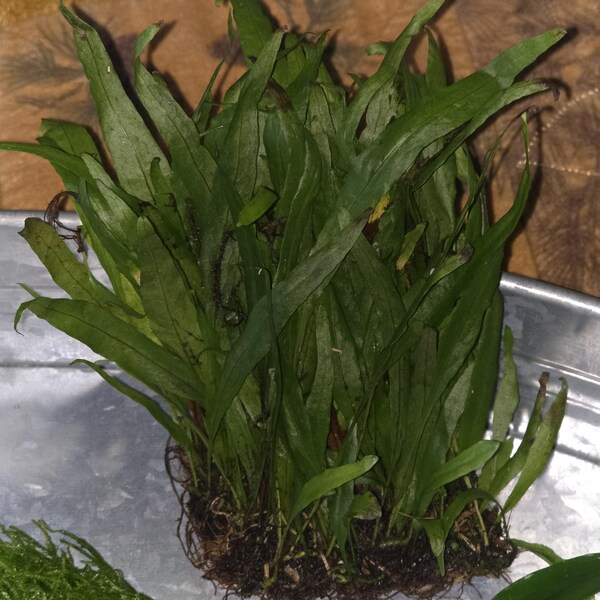 Java Fern 'petite' (microsorum Pteropus) Mat - Live Aquatic Plant for ...