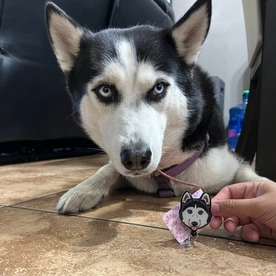 Husky Badge Reel Id Holder Gift Husky Lovers for Nurse's - Etsy