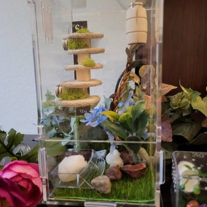 Jumping Spider Food Dish Jumping Spider Enclosure - Etsy