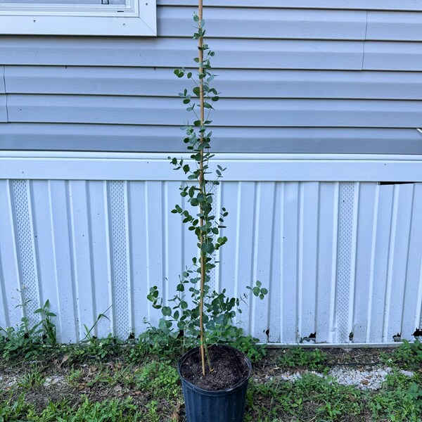 Live Texas Privet/ Ligustrum Japonicum Texanum - Etsy