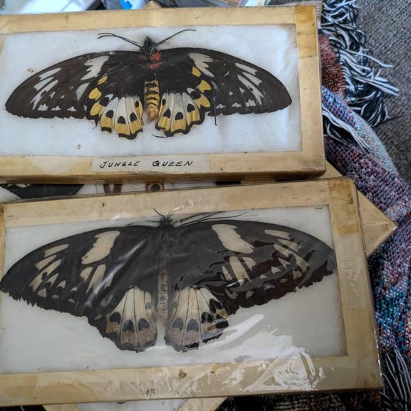 Set of 9 Vintage 1950s Connaught Merit Model Kit, Merit Racing Car ...