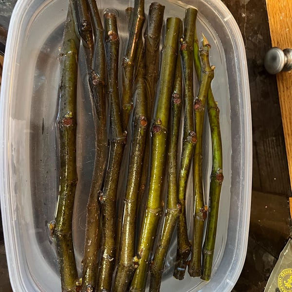 10 MARS GRAPE Cutting / Fruit Tree Scion / Scionwood / Wood / Rooting ...