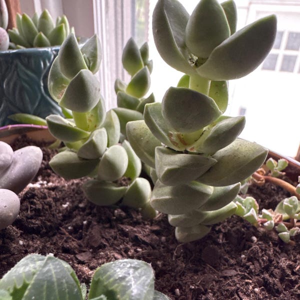 Crassula Muscosa Watch Chain Succulents Plants - 2 Inch Pot - Etsy