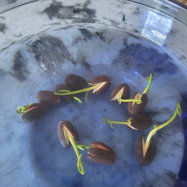 50pcs Pink Pooh Sunflower Seeds Unique Pink Blooms Non-gmo, Heirloom ...