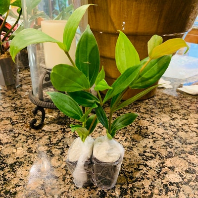 Royal Glow Magnifica Medinilla Plantlive Well Rooted Starter Plant ...