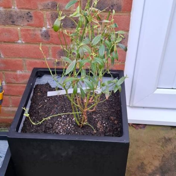 Black Square Outside Planter 50cm, Modern Concrete Cuboid Pot for Trees ...