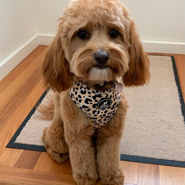 Wild Thing Dog Harness & Accessories - Etsy Australia