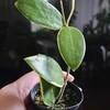 Peperomia Incana, Felted Peperomia, Fuzzy, Soft Hairy Leaves. Fast ...