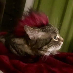 Cat Mohawk - Etsy