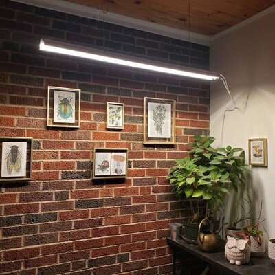 Bird cardinal Themed Dictionary Prints - Etsy