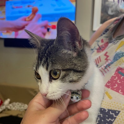 Cat Bells Special Character Jingle Bells Cat Collar Bells - Etsy