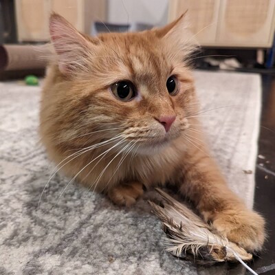 Dried Quail Wings4 for Crafts & Cats - Etsy