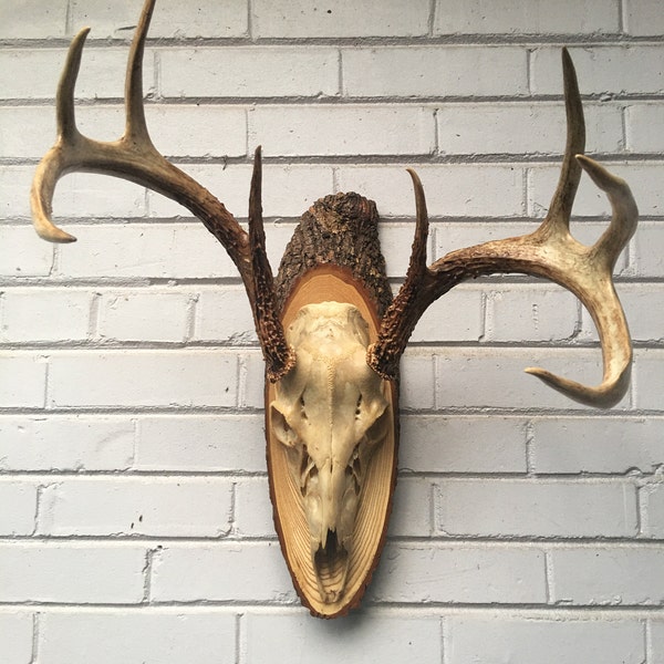 Pink Lycoris Squamigera Mystery Resurrection Lily Bulbs 10 Count Summer ...