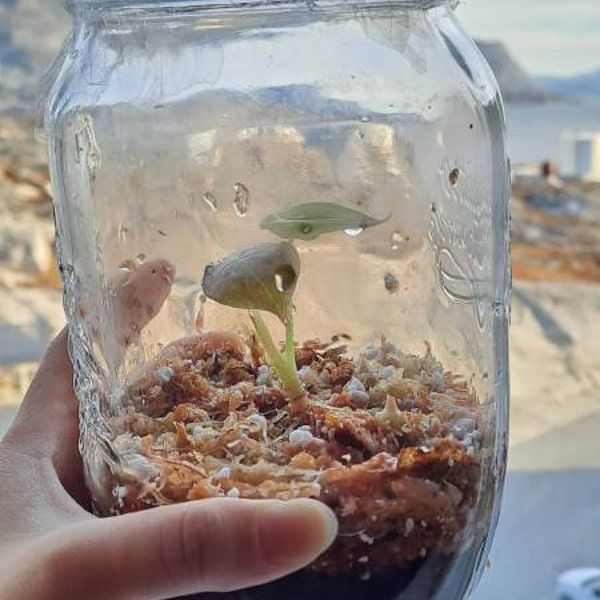 Premium Fast Growing Irish Moss Seed - Sagina Subulata Seeds - Bulk ...