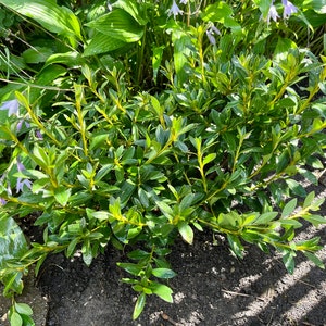 Calluna Silver Knight Heather - Etsy