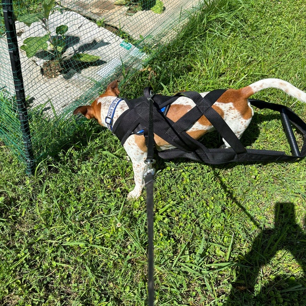 Dog Sledding Bikjoring Skijoring Canicross Scootering Urban Mushing ...