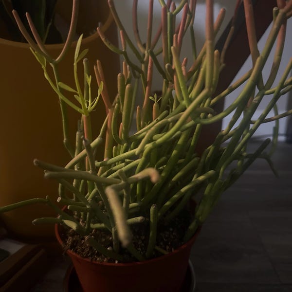 Fire Stick Cactus | 6 Inch | Sticks on Fire Cactus | Tirucalli | Live ...