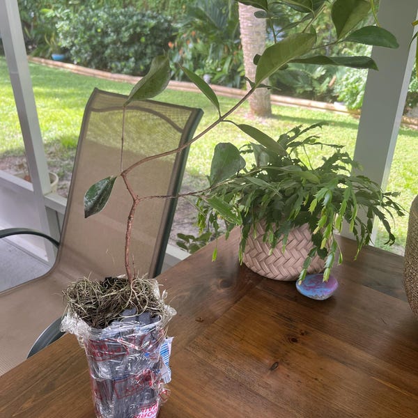 Star Apple Tree Green/purple Caimito Grafted Plant 2 Ft Tall - Etsy